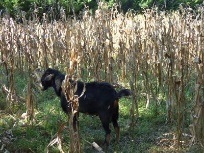 5 Acres & A Dream: A Treat For the Goats: The Harvested Corn Field
