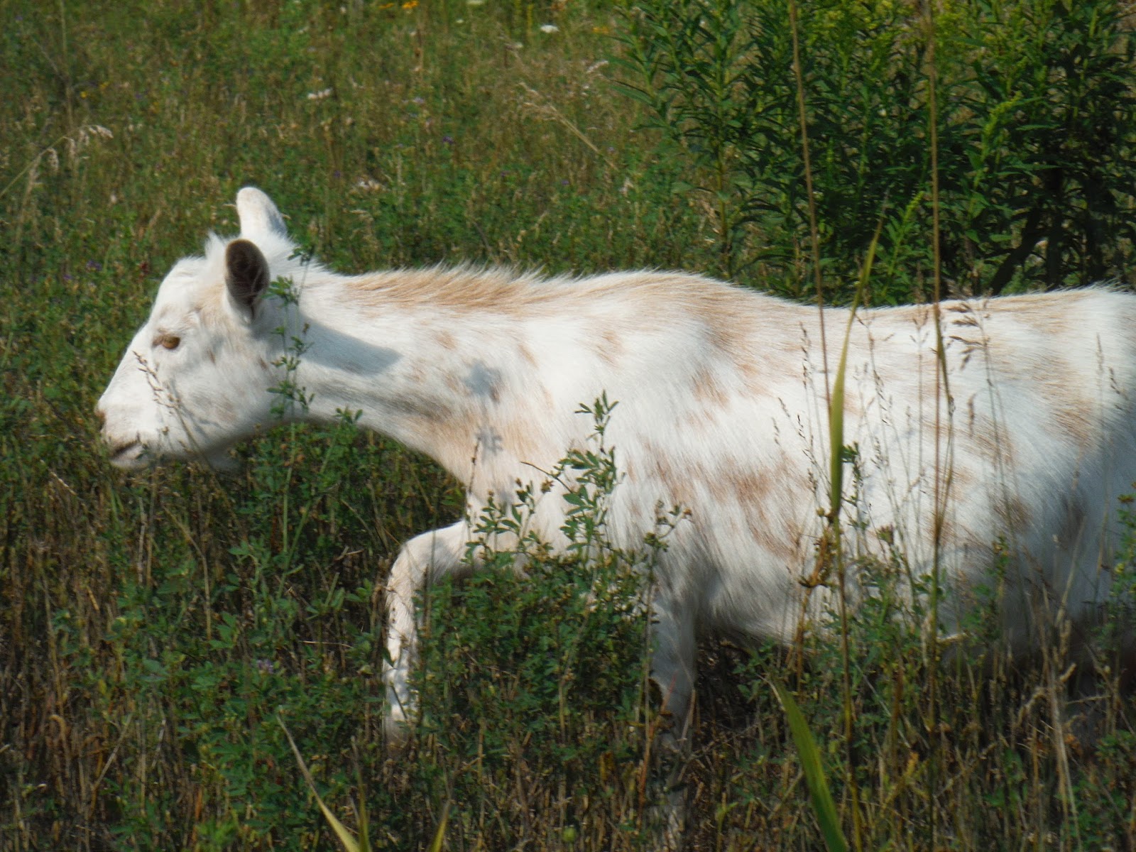 Mini Yooper Goats