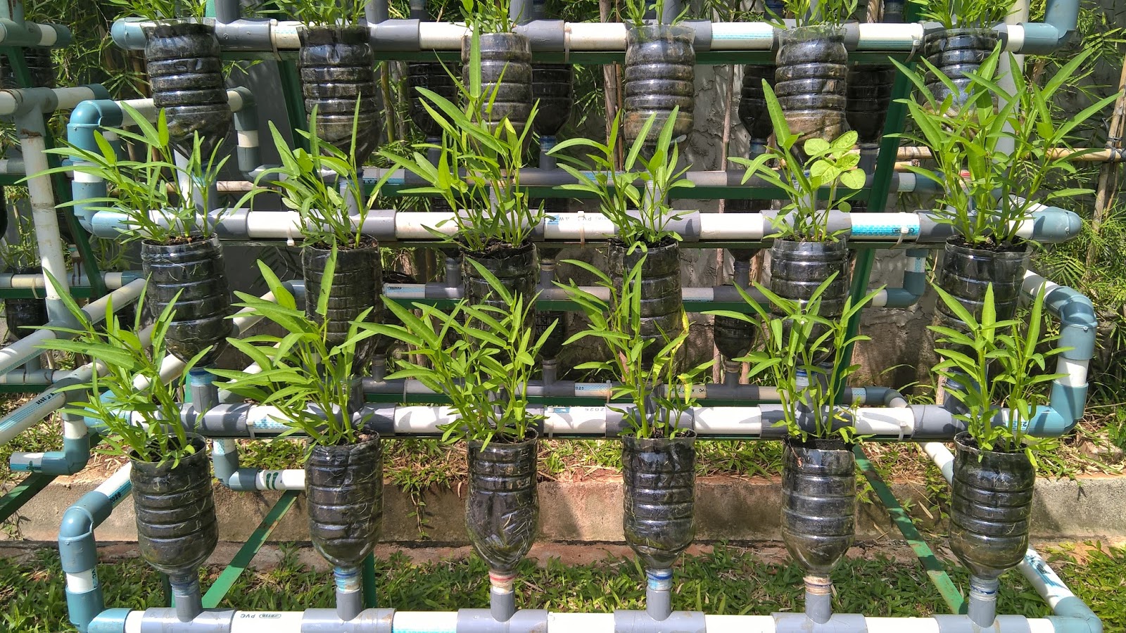 Tanaman Hidroponik Menjadi Solusi Lahan Sempit Perkotaan - Djangkaru Bumi