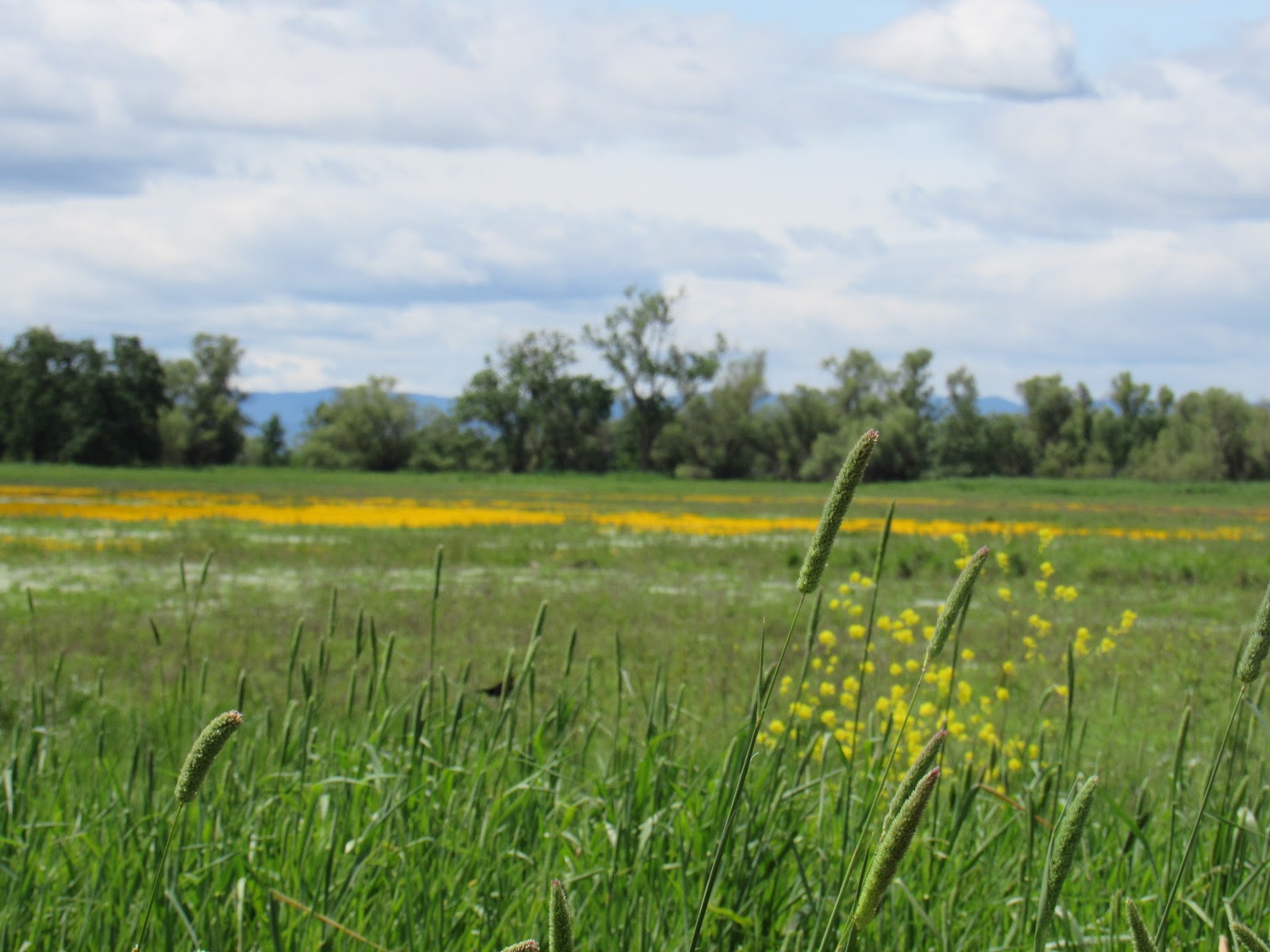 Wings and Daydreams: Colusa Blooms Too! 2