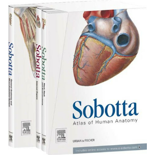 sobotta pdf - wood scribd braxin