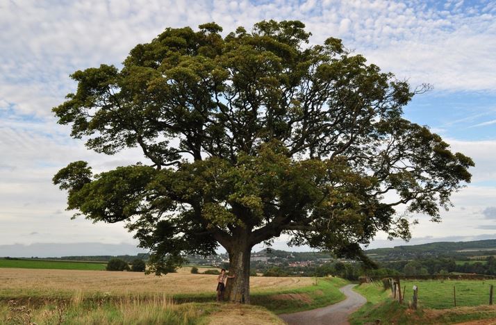 Phytospiritualité: Auprès de mon arbre... (2)