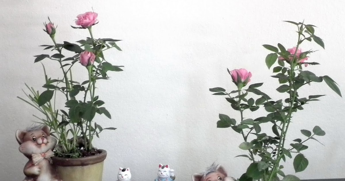 Scented Leaf: Cats and Roses