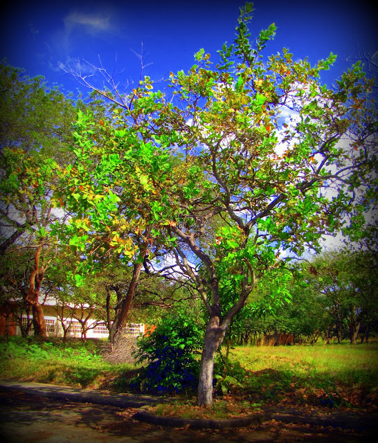 Llano Extremo: El chaparro (Curatella americana) una especie pirófila ...