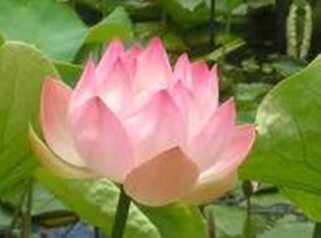 Herba & Tumbuhan: Perubatan Tradisional India