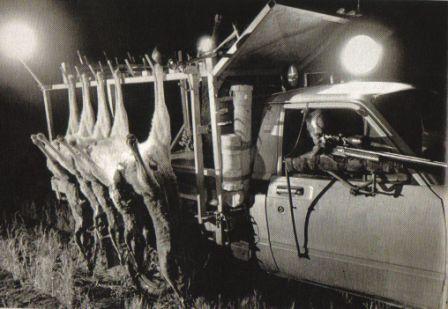 Outback Snack Australia: Kangaroo Shooting