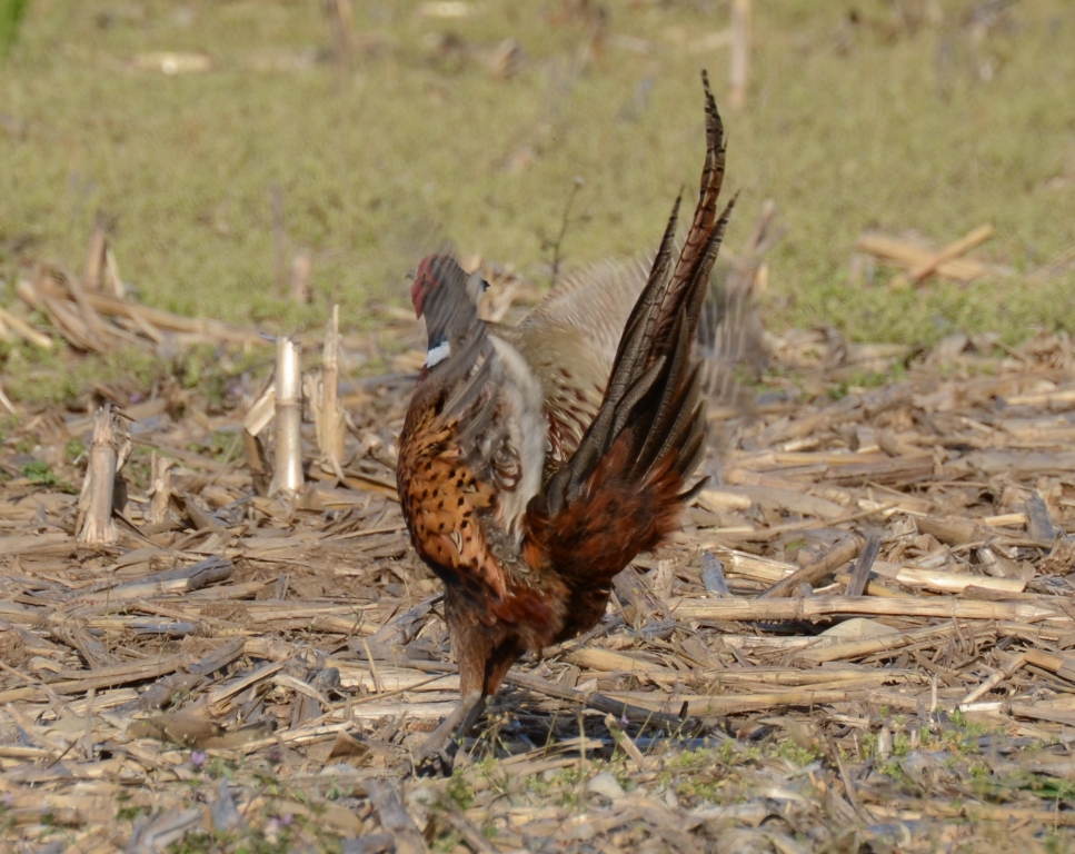 Ohio Birds and Biodiversity: Ring-necked Pheasant strutting his stuff