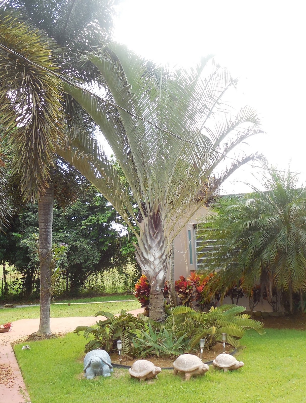 Flora de Puerto Rico Ilustrada Papo Vives: ARECACEAE--DYPSIS DECARYI ...
