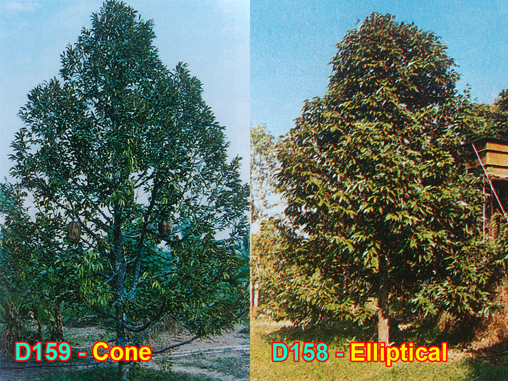 Durian Info: Pruning and Training The Durian