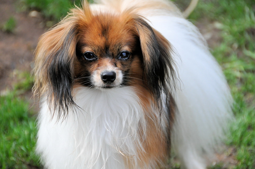 Road's End Papillons : Papillon Drop Ear, Phalene: Road's End Phalenes