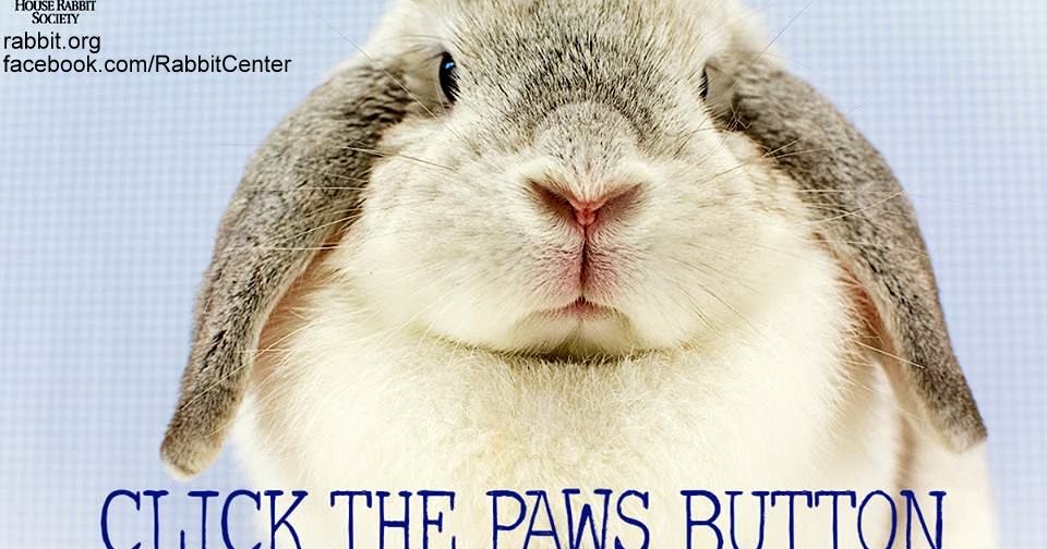 Rabbit Ramblings: Funny Bunny Monday Meme*day