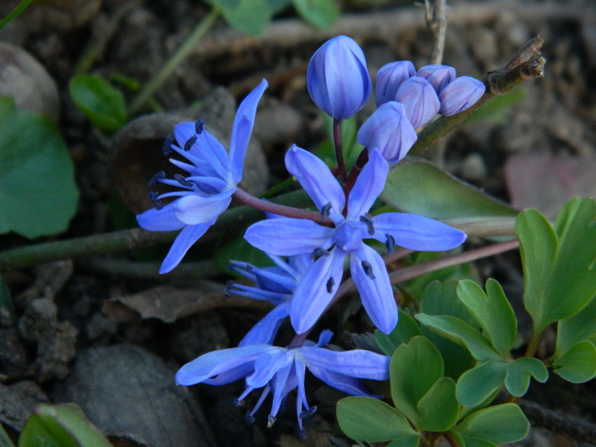 LA MULTI ANI, ROMANIA!: Viorele