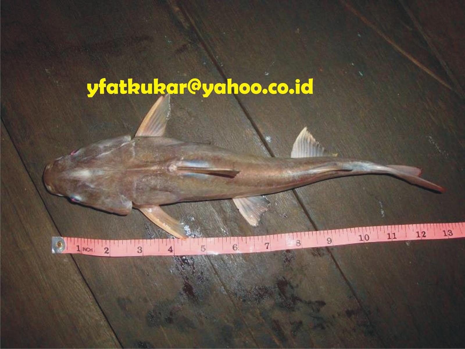 Gagok (Mystus wolffii)