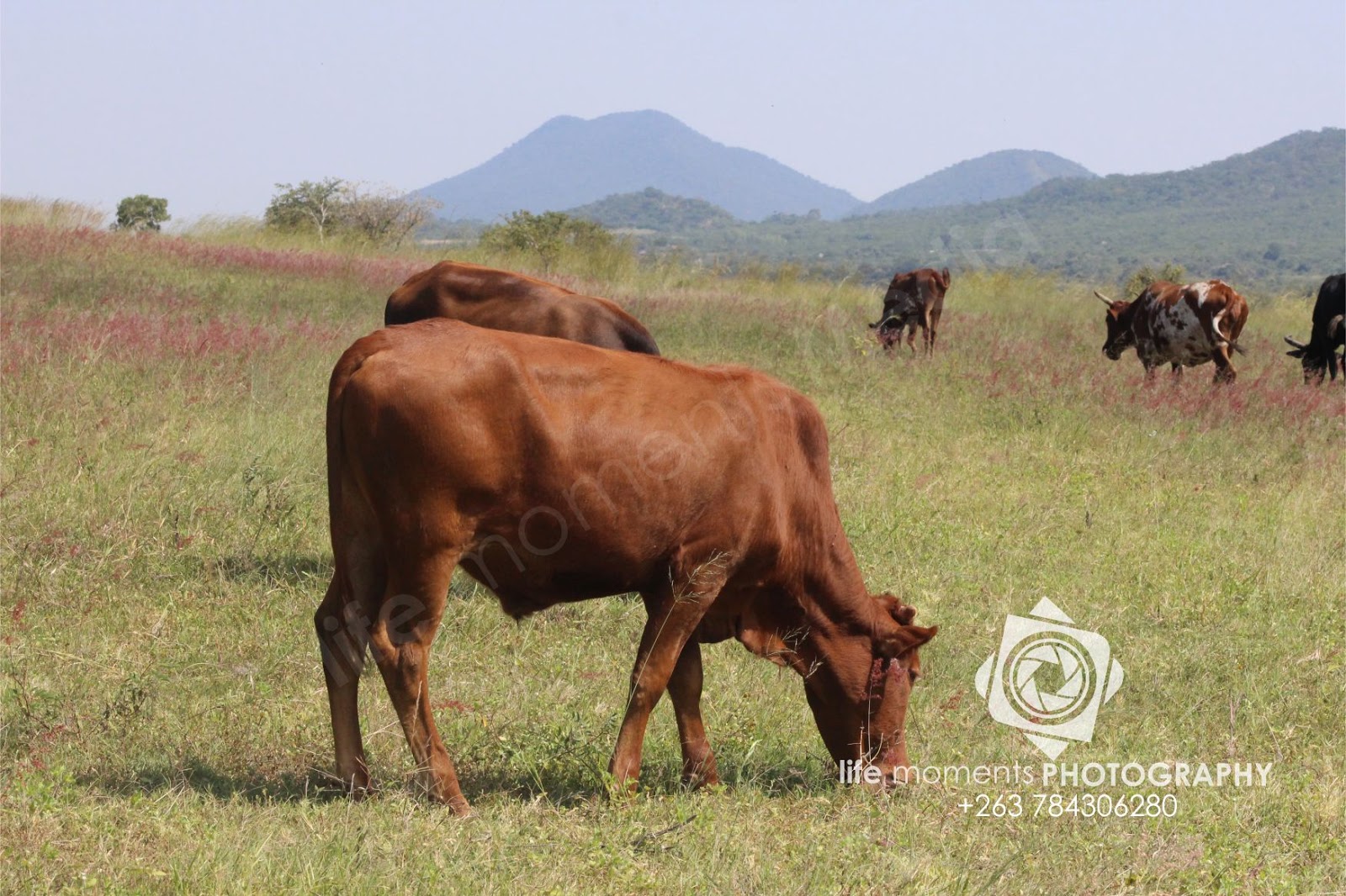 How Much Is Lobola In Zimbabwe?