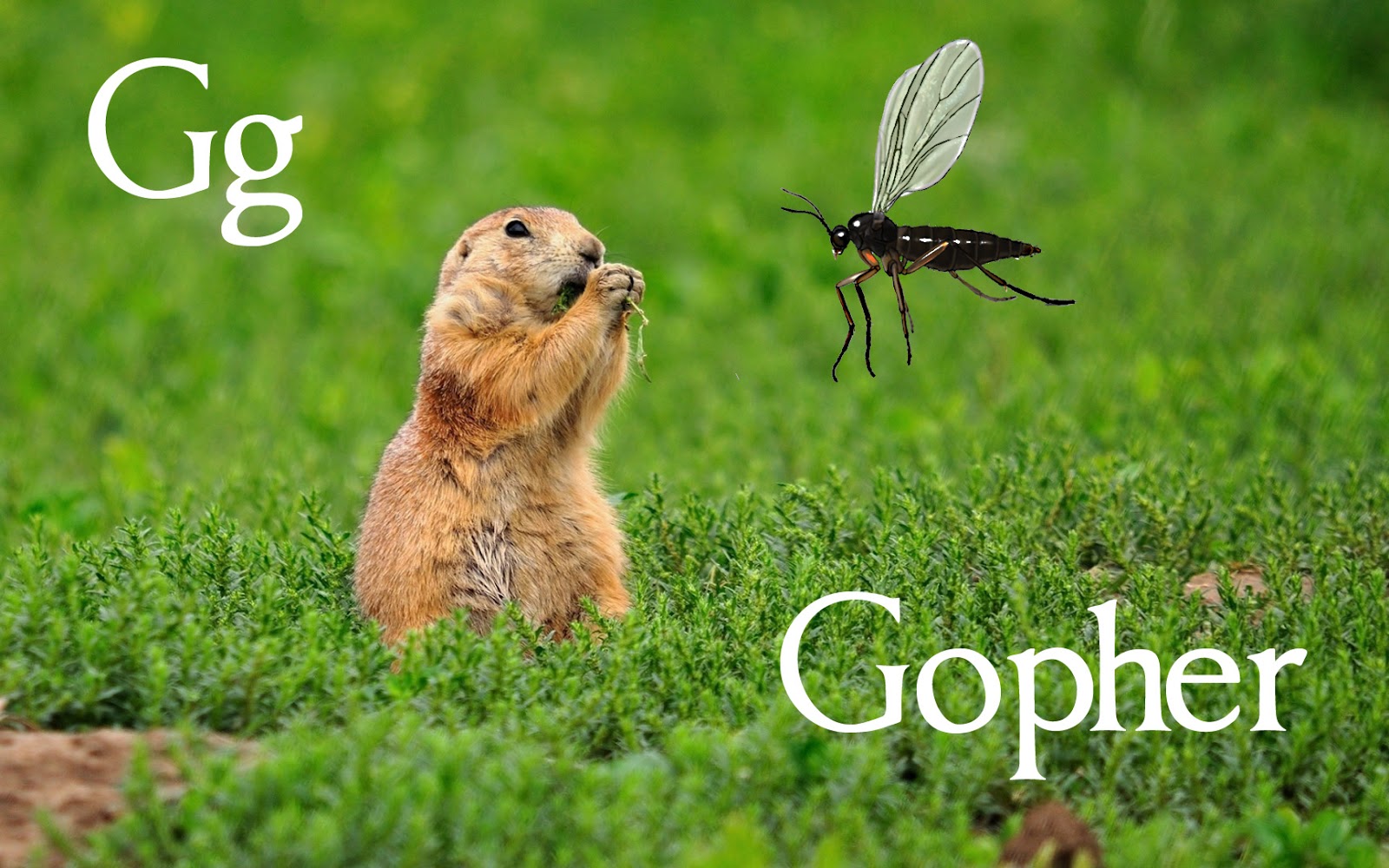NixPages: GOPHER AND GNAT