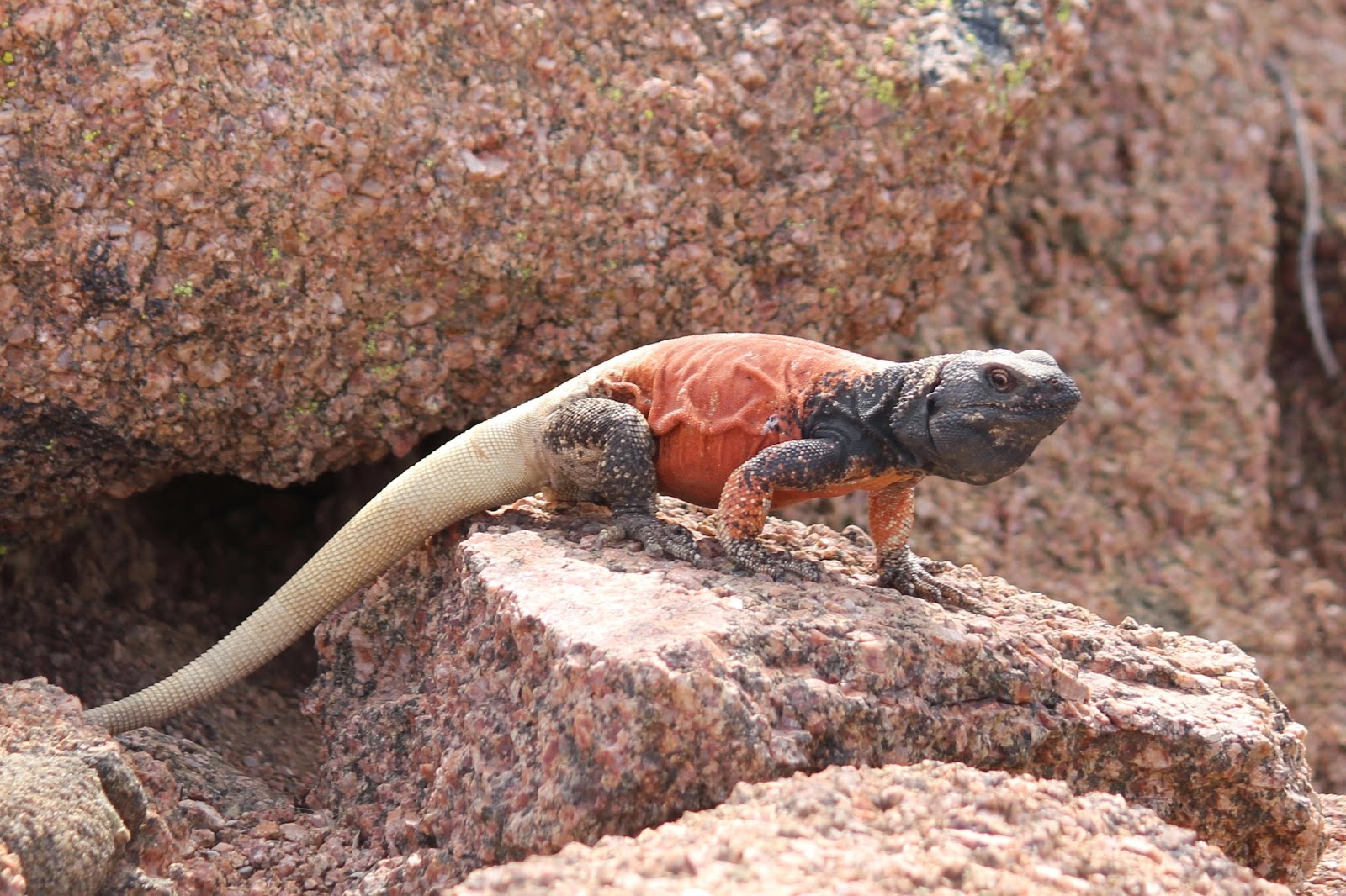 Along the Geronimo Creek: Hiking Echo Canyon Trail to Camelback Mountain