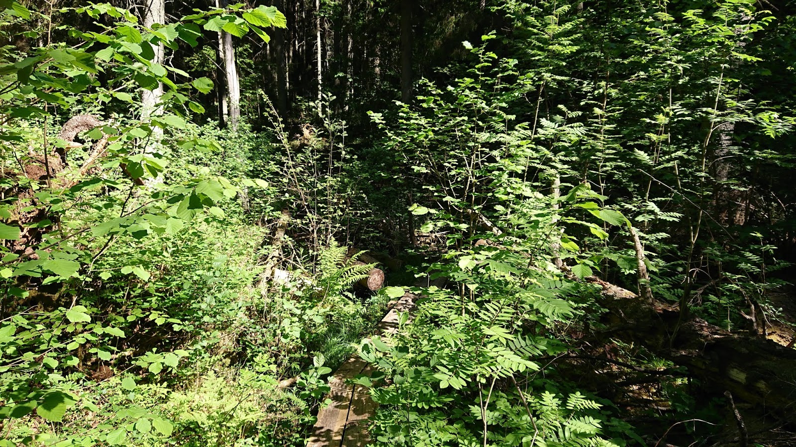 Jalgsi Eestimaal: Viitna matkarada 3 järvega