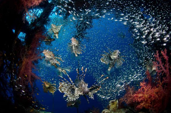 bensozia: National Geographic Underwater Photo Contest