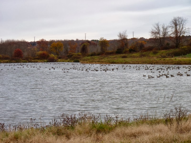 The Brownstone Birding Blog: Checking Out Some CT Lucky Duck Ponds