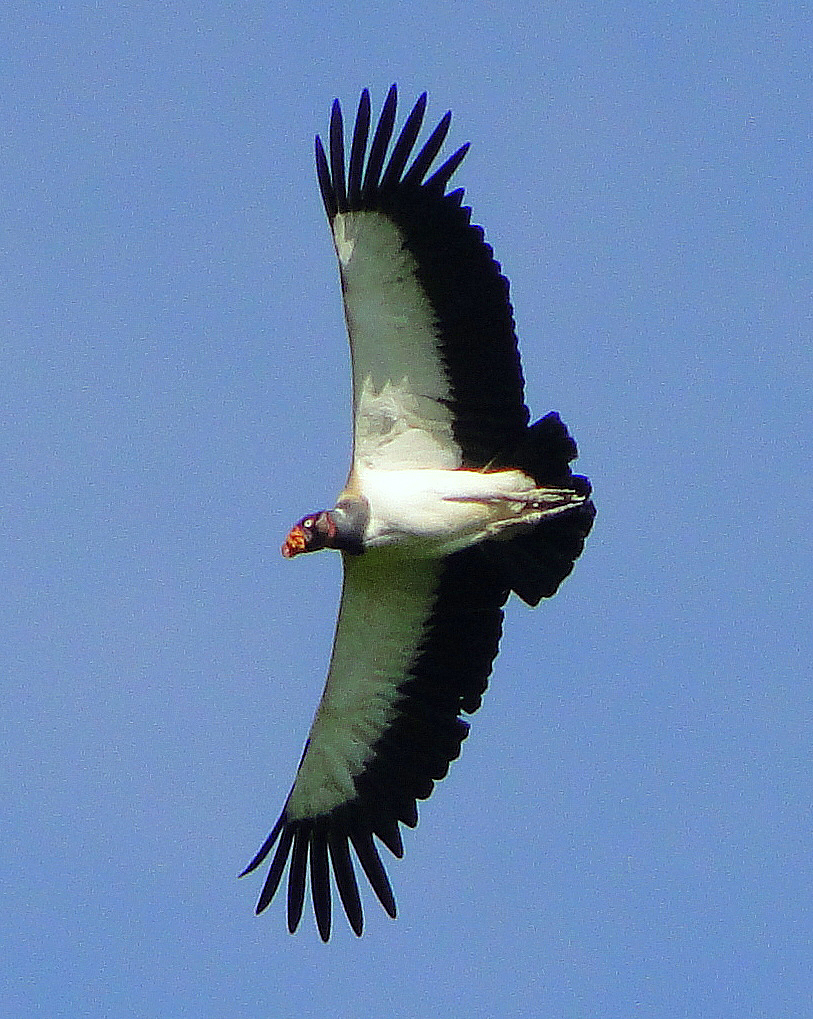 Bellas Aves de El Salvador: Sarcoramphus papa (rey zope, zopilote real)