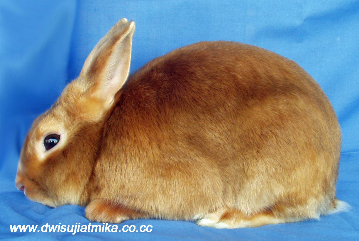 Bukasanabukasini: Mengenal Jenis Ras Kelinci (Inc. Foto)