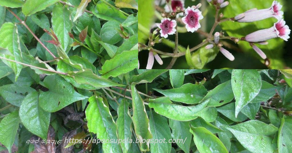 ප්‍ර‍සාරණී [Prasarani] (Paederia foetida) ~ අපේ ඔසුපැළ Medicinal Plants ...