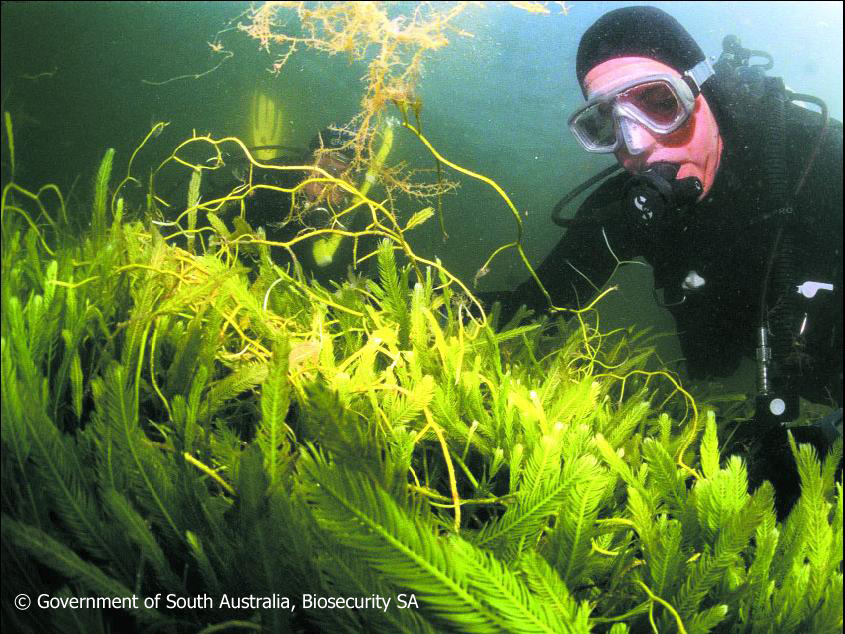 Invasive Marine Species