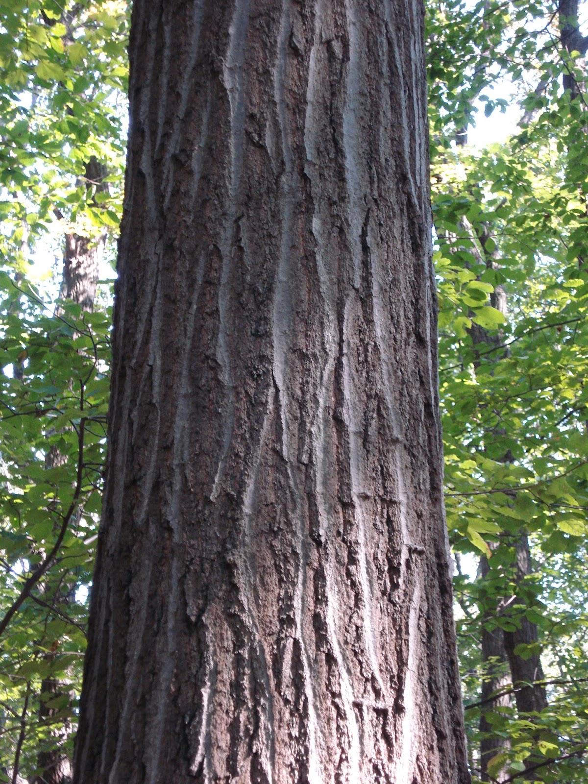 Red Oak Bark