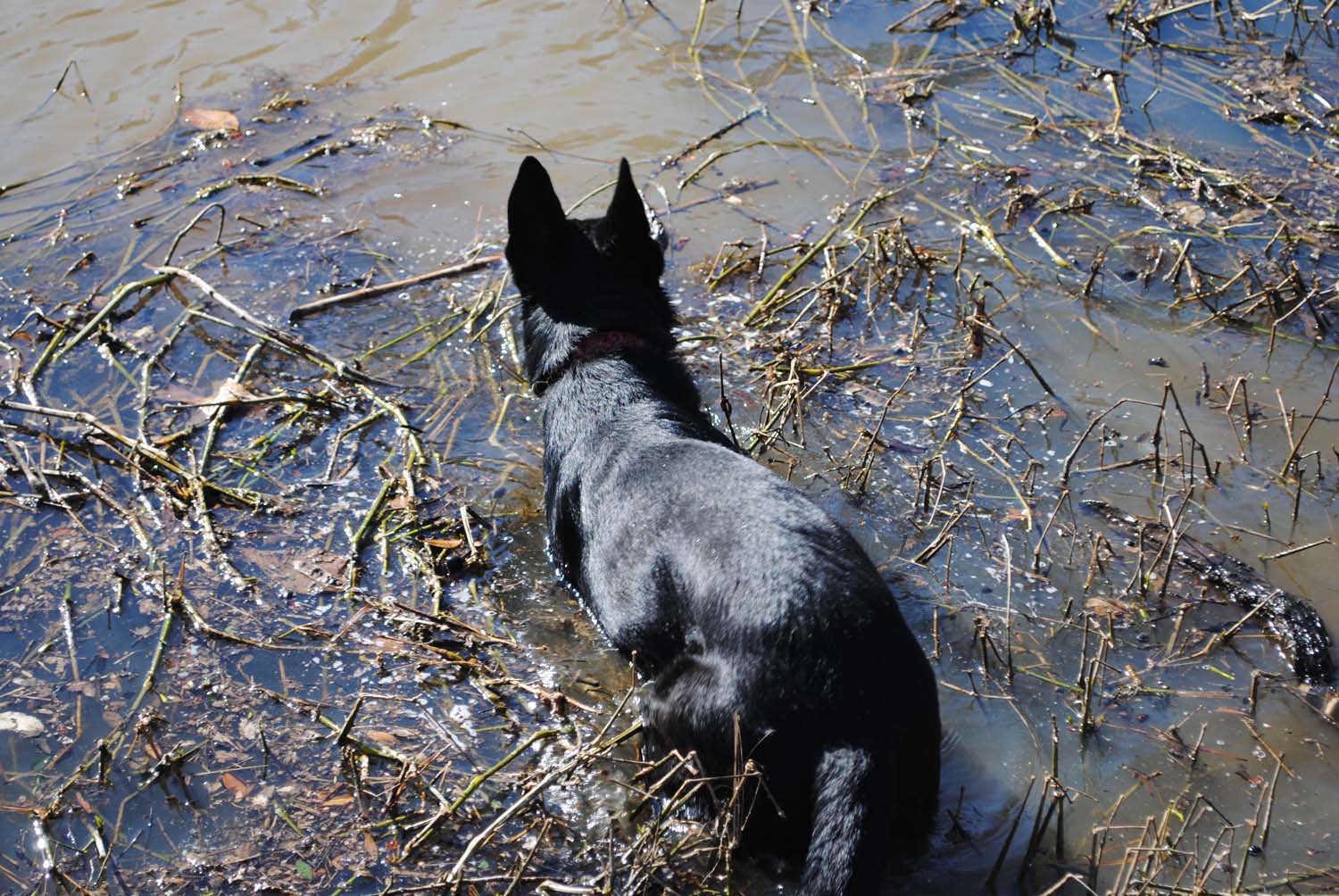 Adventures of Anna the GSD: Enough kitties! Swamp dog time!