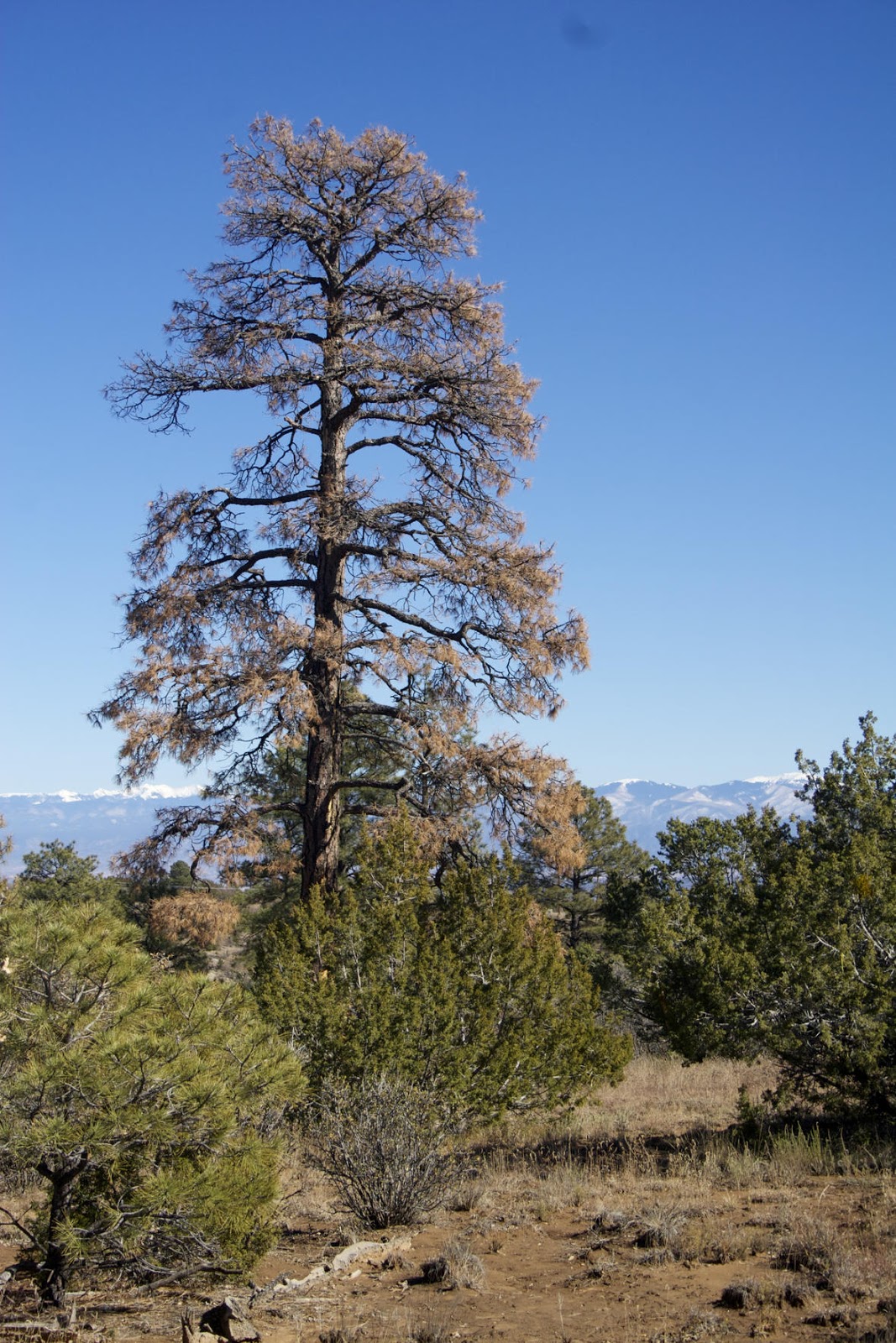 Earth's Internet & Natural Networking: Little Did I Know at the Time ...