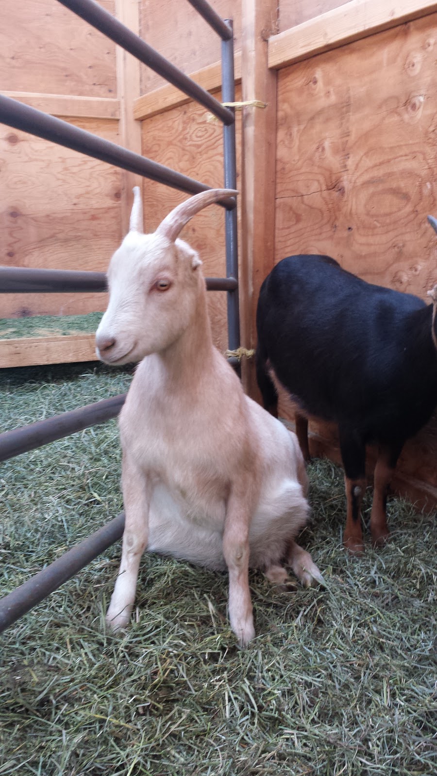 God's Garden Lamancha Goats: Just a picture of a goat...... sitting