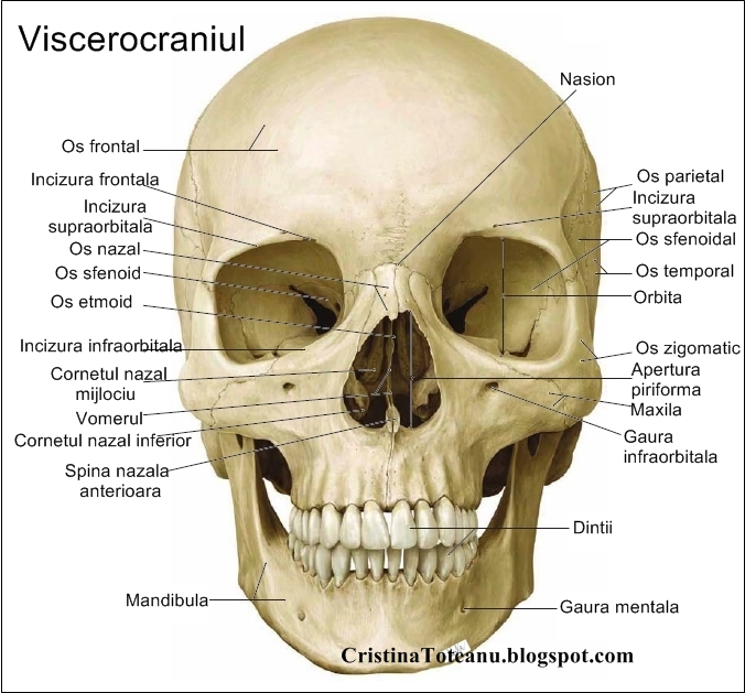 Dr. Cristina Toteanu: ANATOMIA CORPULUI UMAN -IMAGINI - CORPUL UMAN