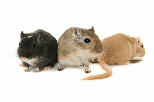 Hamster Talk!: GERBIL WEEK: Just The Facts....