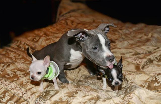 White Wolf : Pitbull puppy with deformed legs rescued from trash (VIDEO)
