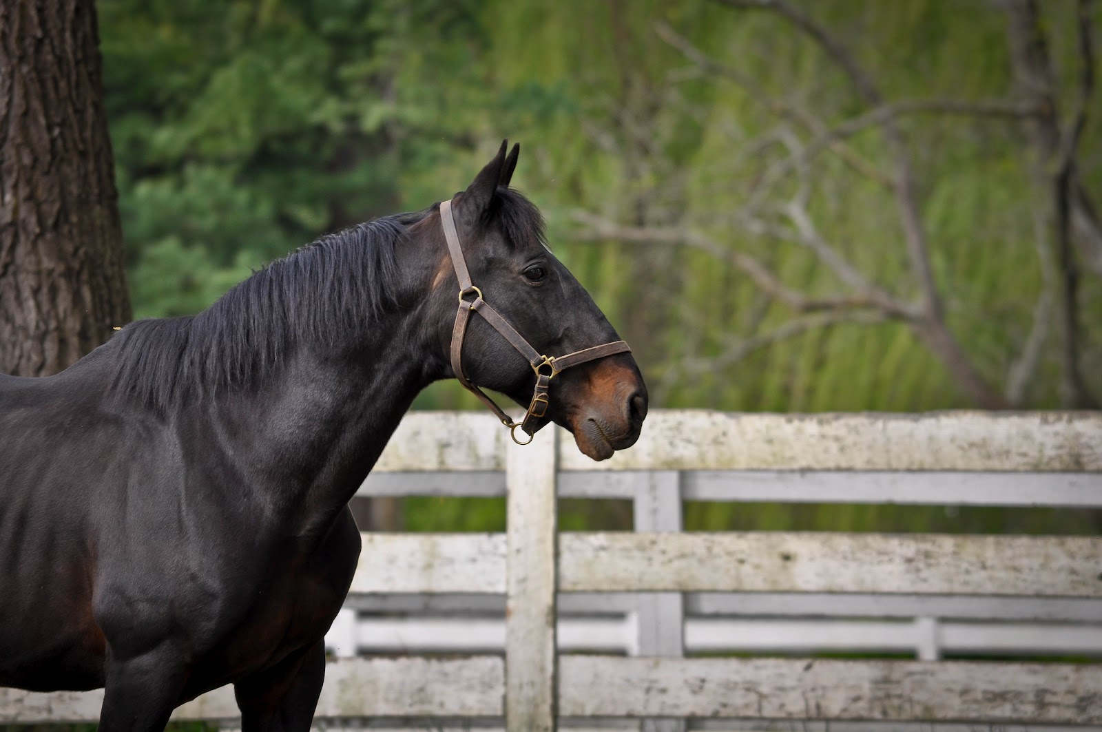 . Sarafina Photography: Standardbred Horses at Hanover Shoe Farms ...