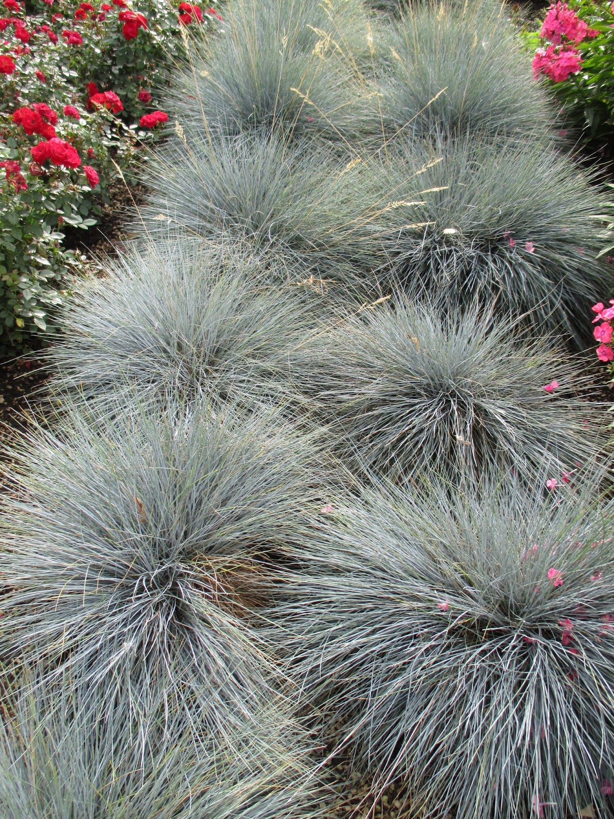 Rotary Botanical Gardens - Hort Blog: Blue Fescue (Festuca)