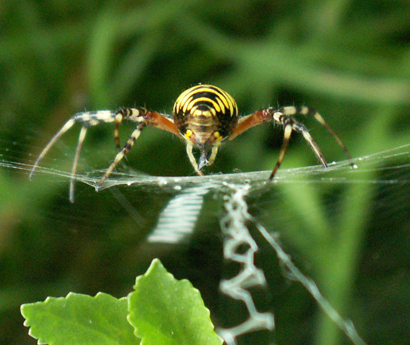 All photos gallery: Black spider, big black spider, black jumping spider