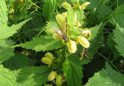FLORA NEL SALENTO e.. anche altrove: Lamium galeobdolon L.subsp ...