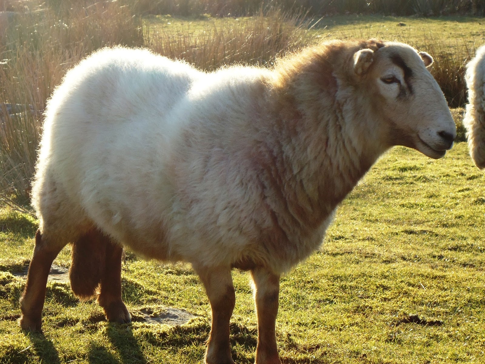 Dafad's-Days: DAFAD IS BACK.