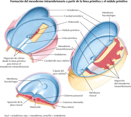 Histo - Embriología: Histo - Embriología