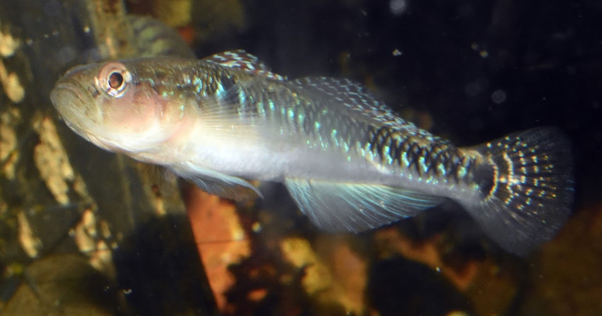British Seashore & Rock Pool Life: Two Spot Goby, Gobiusculus flavescens