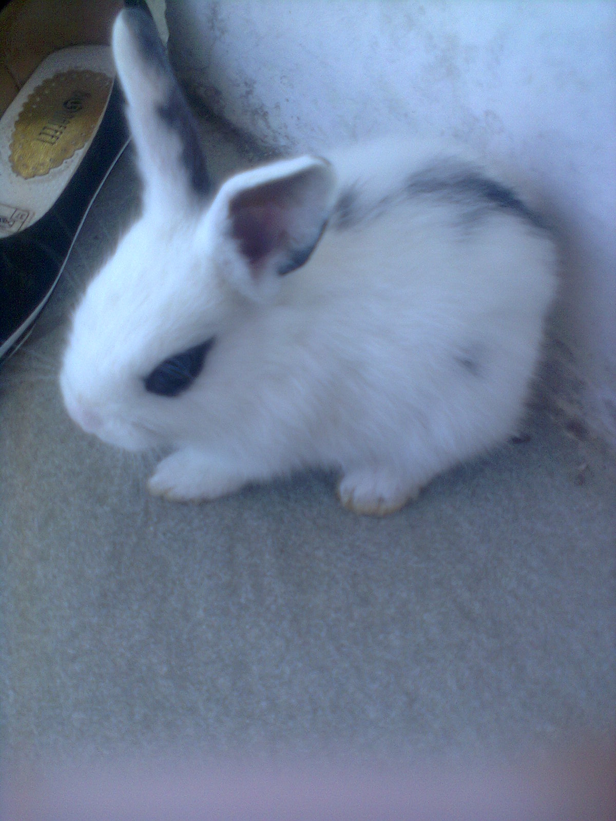 :: OnRi's Line Fiction ::: Cara Merawat Anak Kelinci Yang Baru Lahir