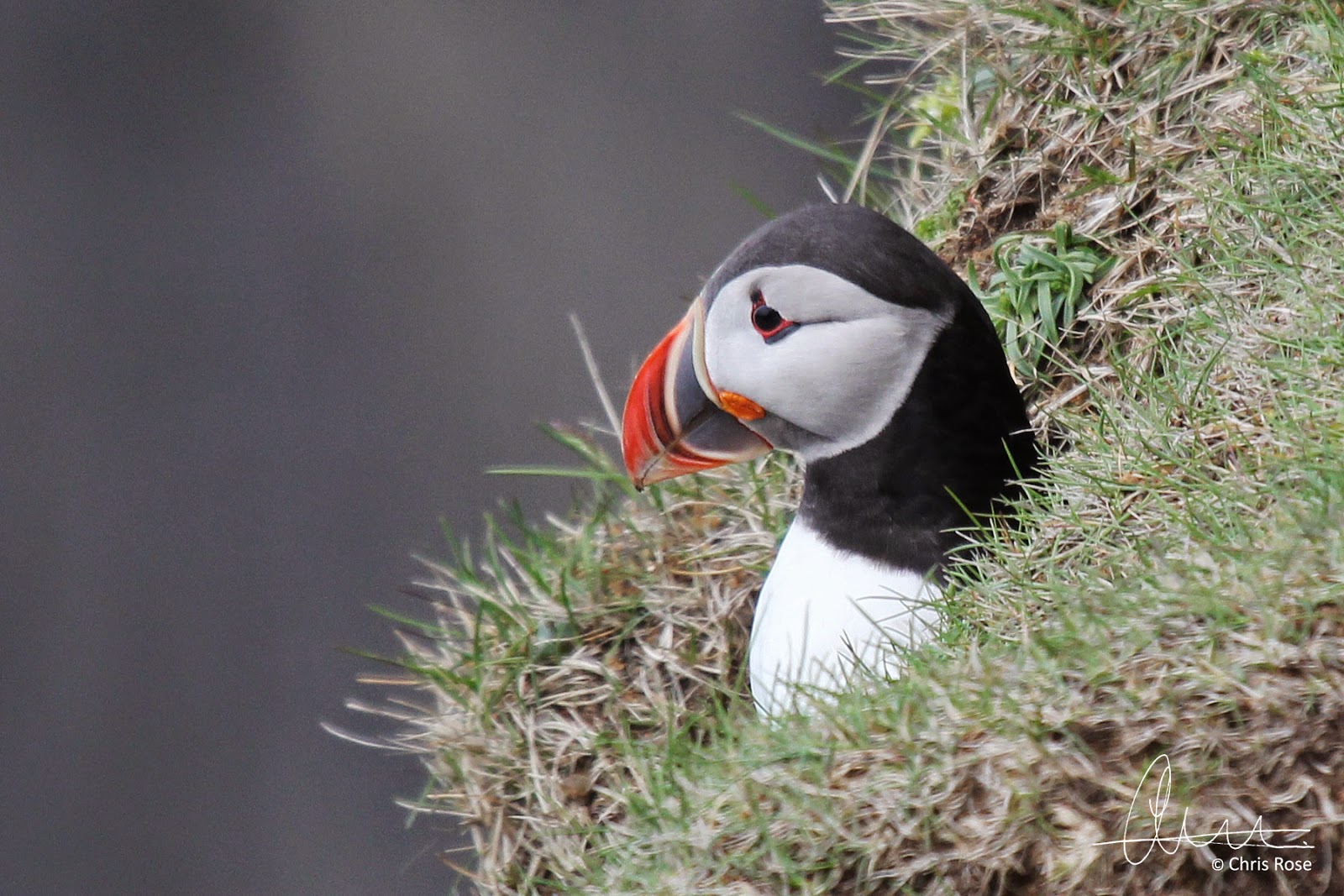 Away From Four Marks: 29th May - Dyrholaey Peninsula, Waterfalls and ...