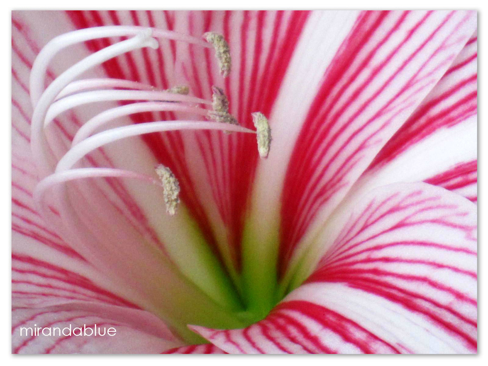 Live in the Moment: Lirio