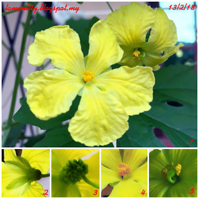 Peria Katak (Momordica charantia)