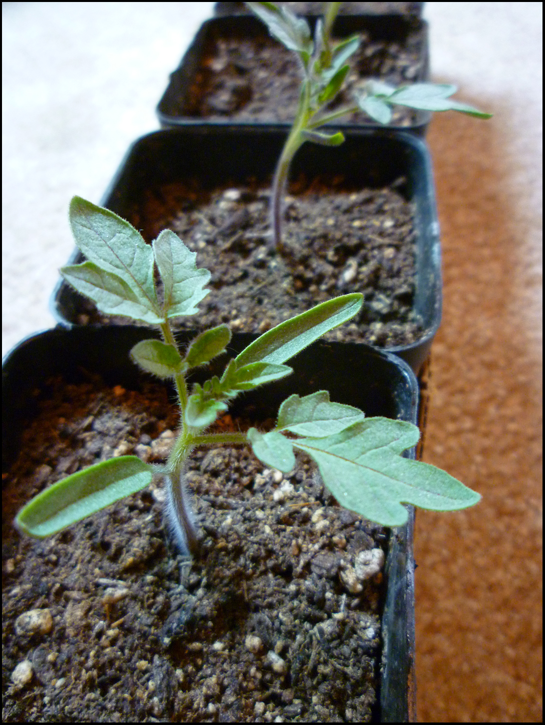 Patio of Pots: How to Plant a Tomato Seed
