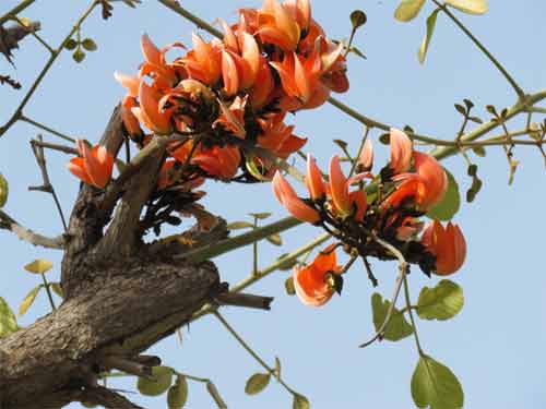 Palash Tree in Hinduism – Religious Significance of Palash Tree | Hindu ...