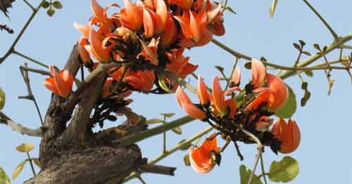 Palash Tree in Hinduism – Religious Significance of Palash Tree | Hindu ...