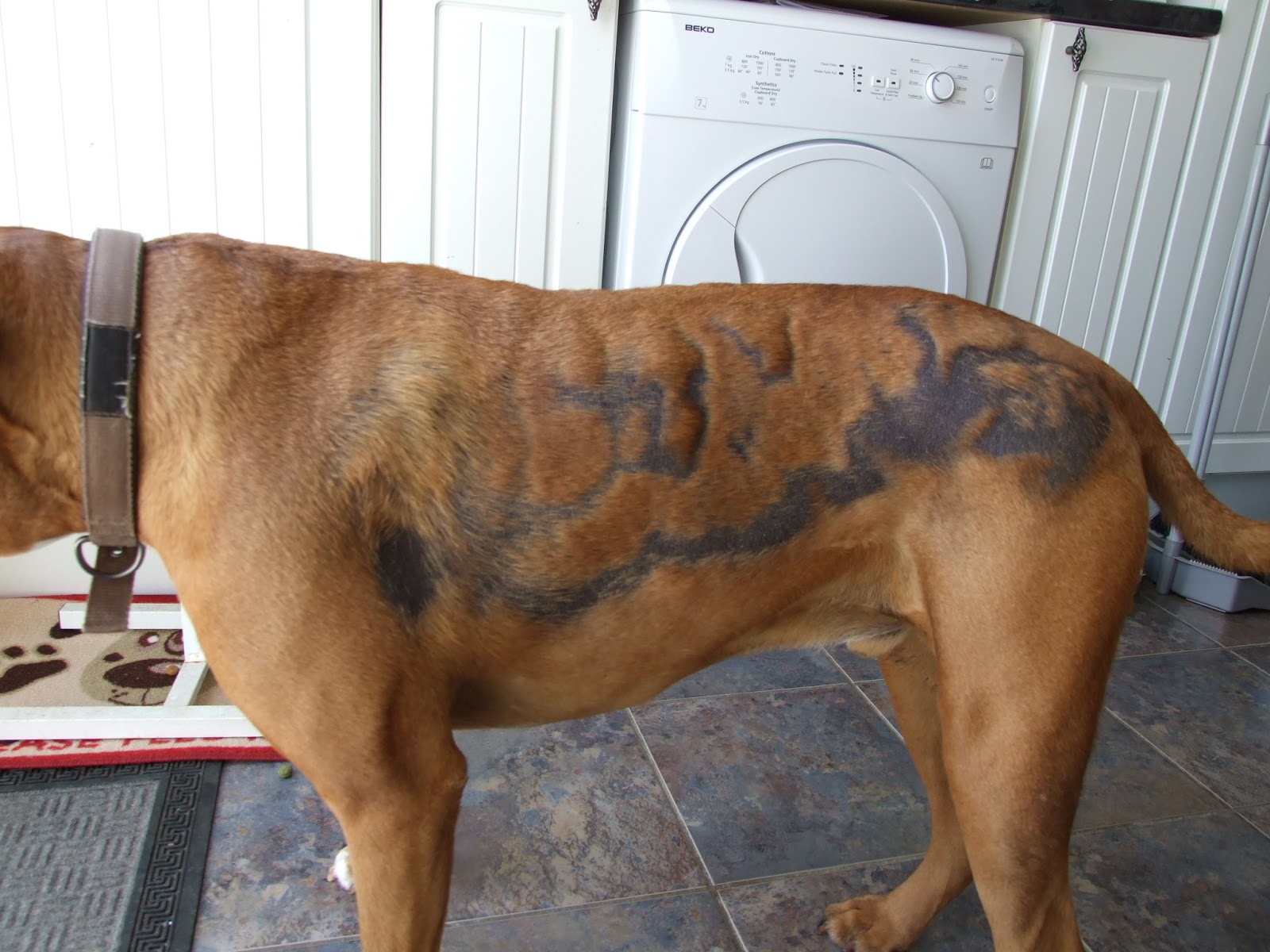 Seasonal Flank Alopecia In Dogs at Virginia Padgett blog