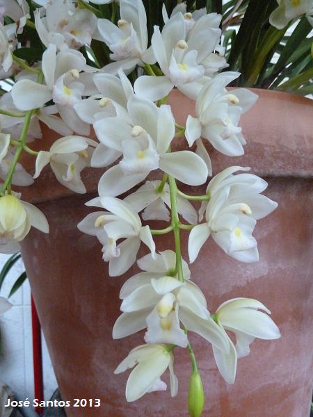 Greenman: Cymbidium Sarah Jean 'Ice Cascade'